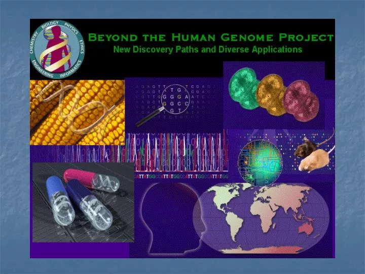 PPT - The Human Chromosome PowerPoint Presentation, free download - ID ...