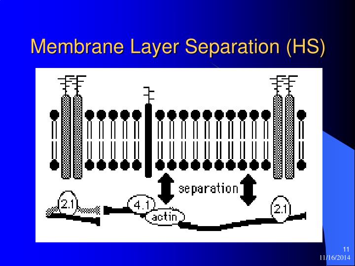 PPT - Hematology 425 Increased RBC Destruction, Intracorpuscular ...