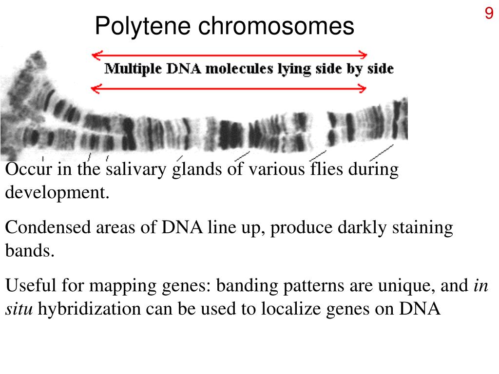 Ppt Organization Of Dna Powerpoint Presentation Free Download Id