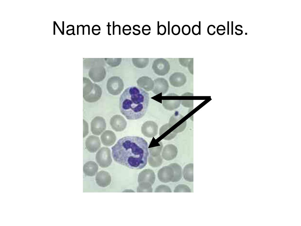 PPT - Blood Cells & Blood Vessel Histology PowerPoint Presentation - ID ...
