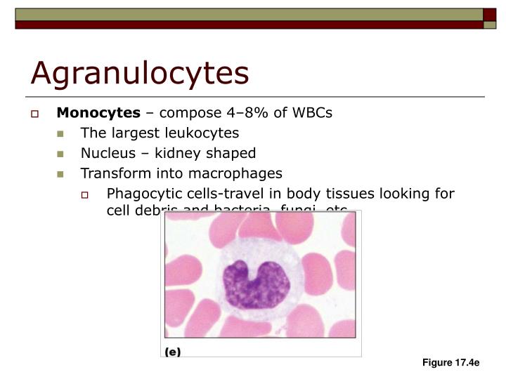 PPT - Blood PowerPoint Presentation - ID:6688112