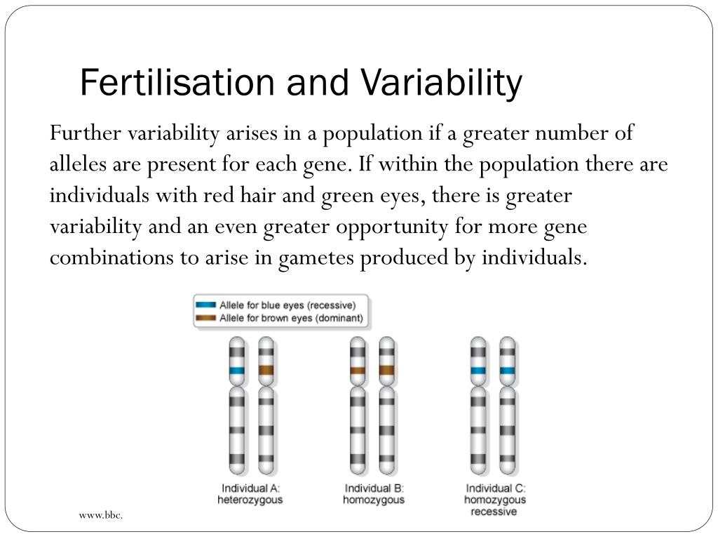 PPT - Blueprint of Life Topic 11: Chromosomes, Meiosis and Gamete ...