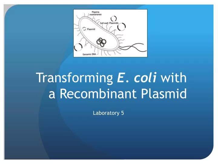PPT - Transforming E. coli with a Recombinant Plasmid PowerPoint ...