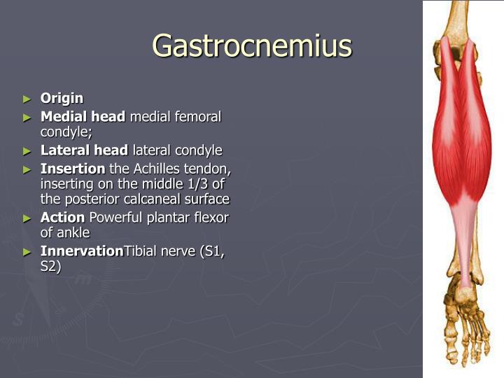 PPT - THE ANKLE & LOWER LEG PowerPoint Presentation - ID:6690148