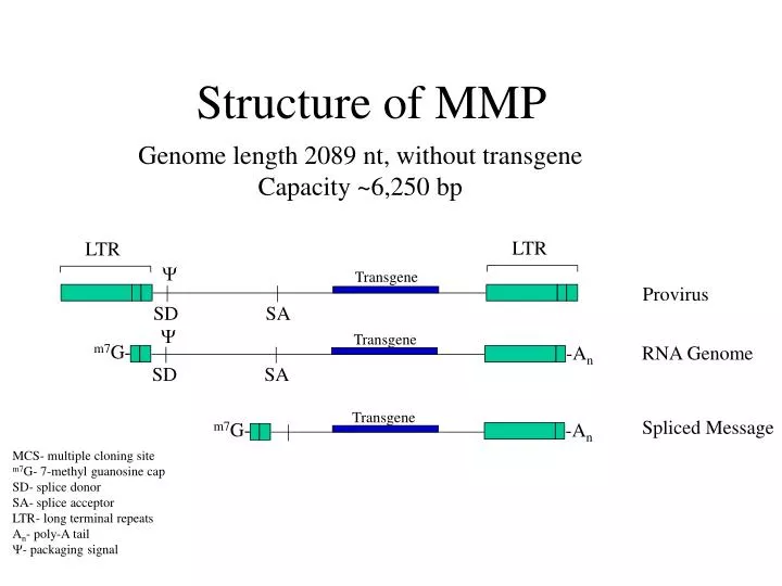 PPT - Structure of MMP PowerPoint Presentation, free download - ID:6691077