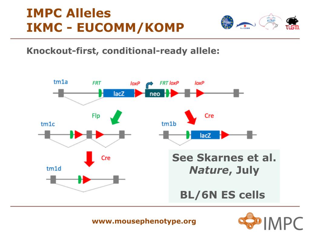 PPT - The International Mouse Phenotyping Consortium An Encyclopedia of ...