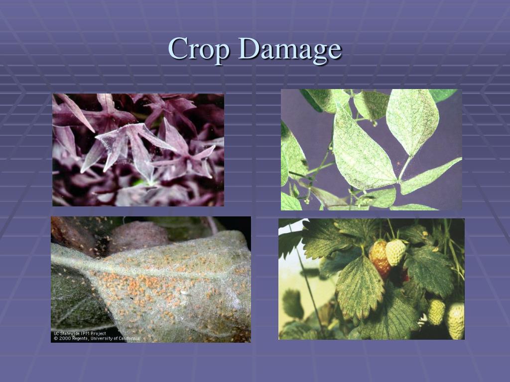 PPT - Integrated Pest Management for Insects and Mites in Greenhouse ...