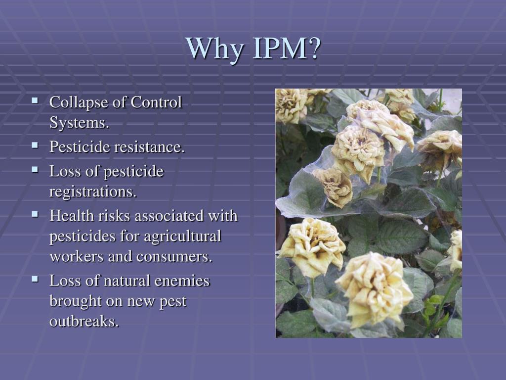 PPT - Integrated Pest Management for Insects and Mites in Greenhouse ...