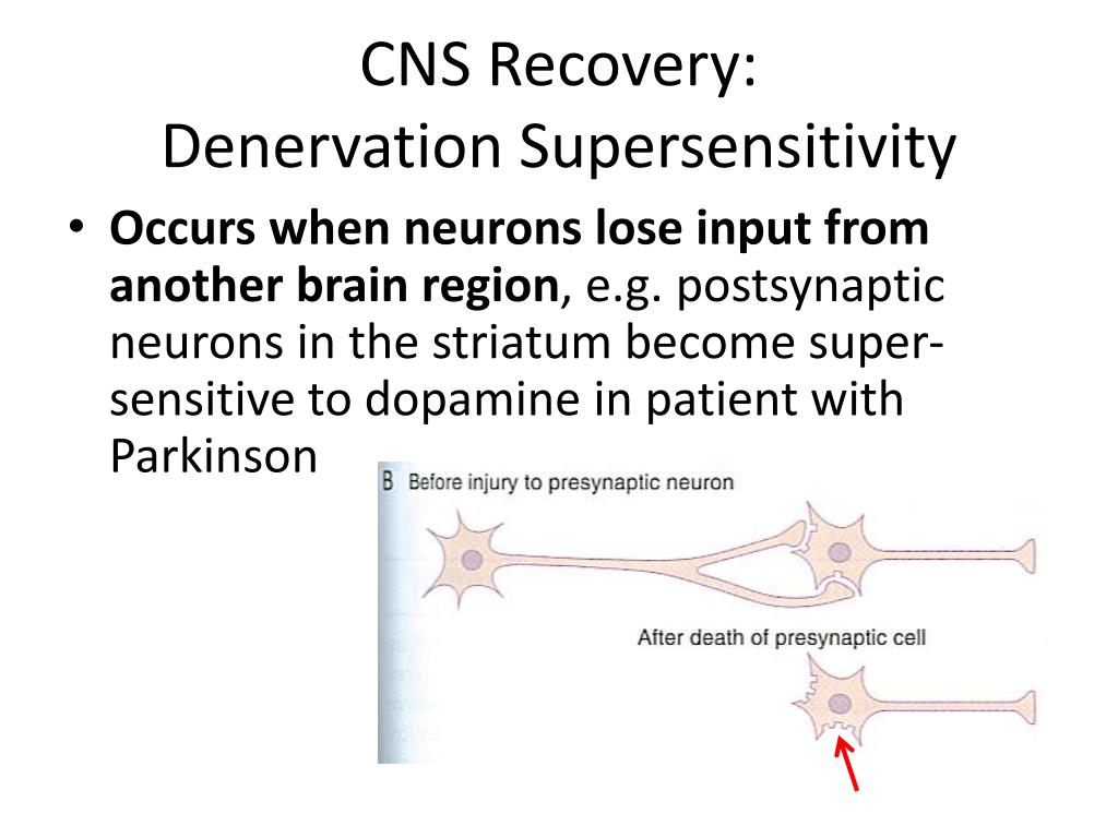 PPT - PTP 512 Neuroscience in Physical Therapy Neuroplasticity ...