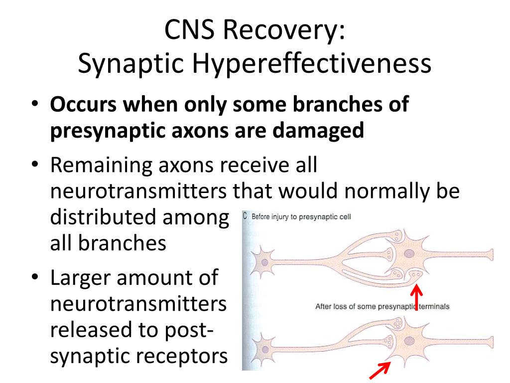 PPT - PTP 512 Neuroscience in Physical Therapy Neuroplasticity ...