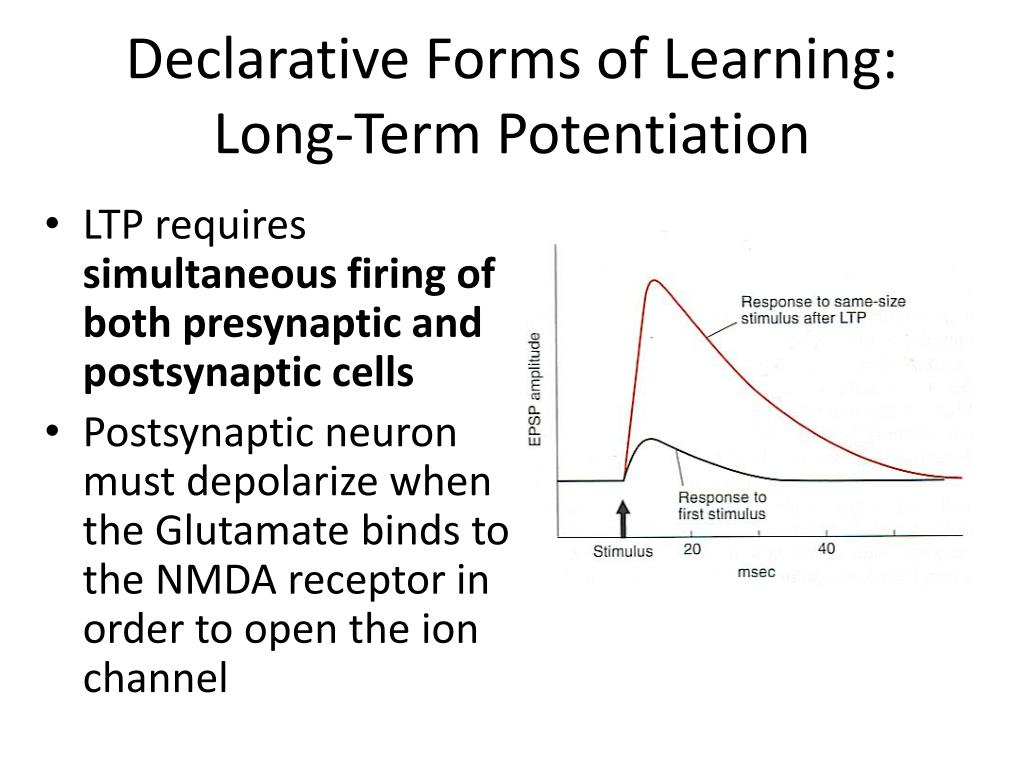 PPT - PTP 512 Neuroscience in Physical Therapy Neuroplasticity ...