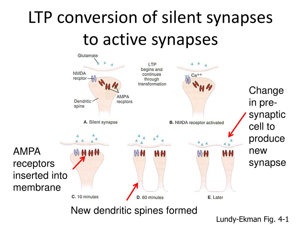 PPT - PTP 512 Neuroscience in Physical Therapy Neuroplasticity ...