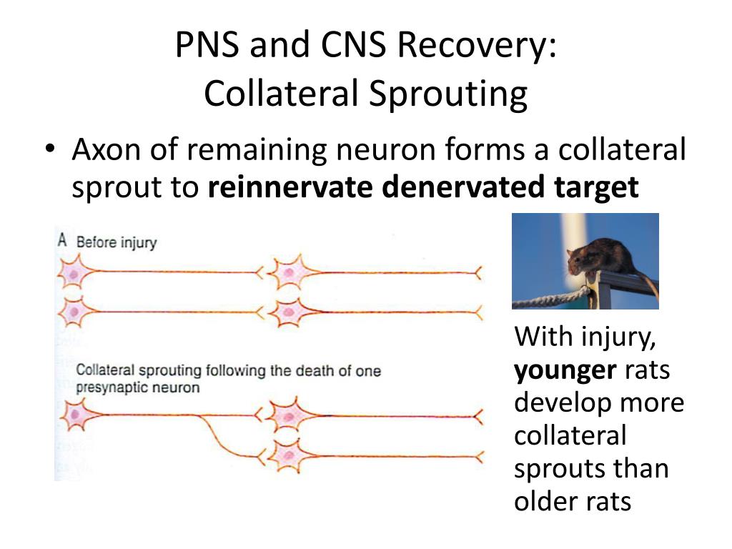 PPT - PTP 512 Neuroscience in Physical Therapy Neuroplasticity ...
