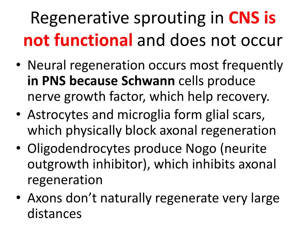 PPT - PTP 512 Neuroscience in Physical Therapy Neuroplasticity ...