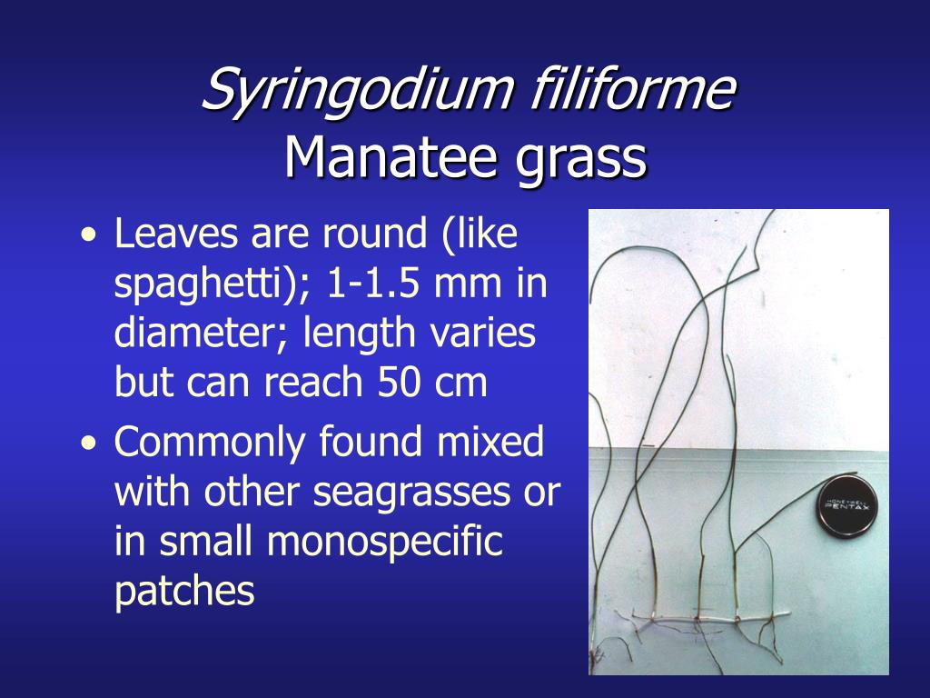 PPT - Florida’s Seagrasses PowerPoint Presentation, free download - ID ...
