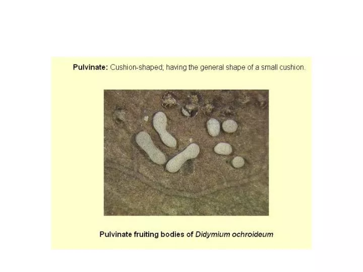 Ppt Rhizoid Colony Formation Powerpoint Presentation Free Download Id6695618