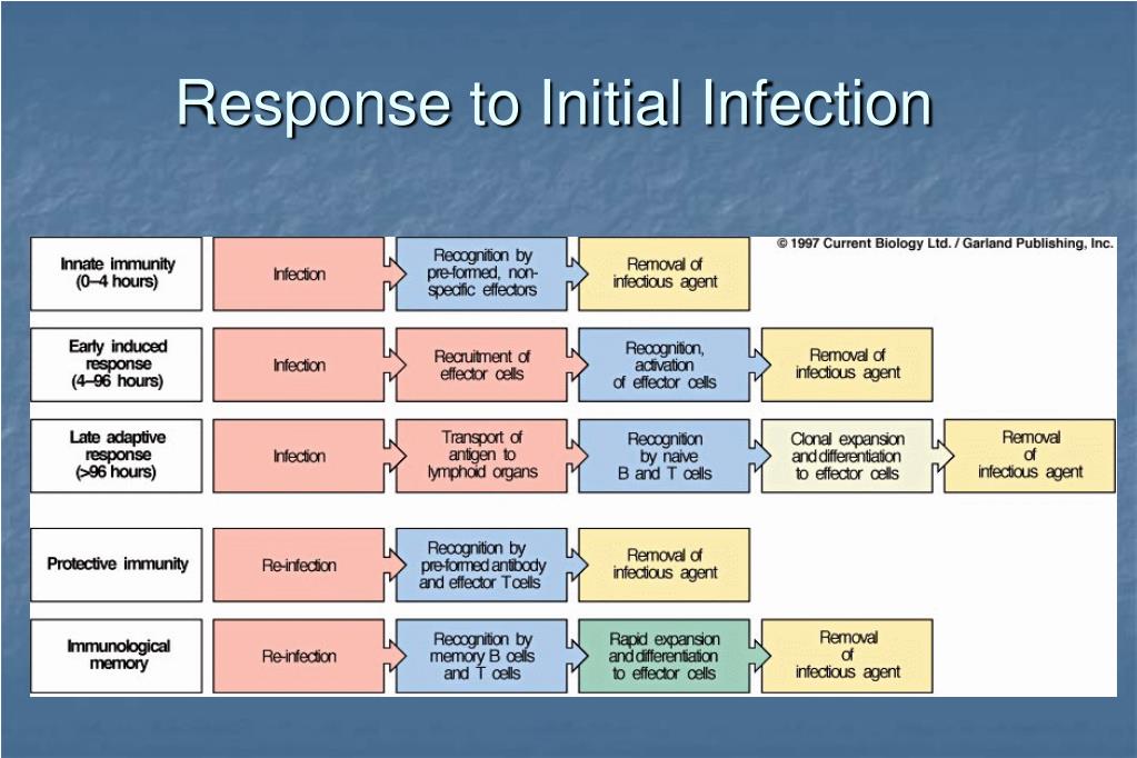 PPT - Microbiology 532: Immunology PowerPoint Presentation, free ...