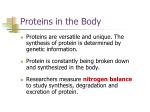 PPT - Protein PowerPoint Presentation - ID:6696818