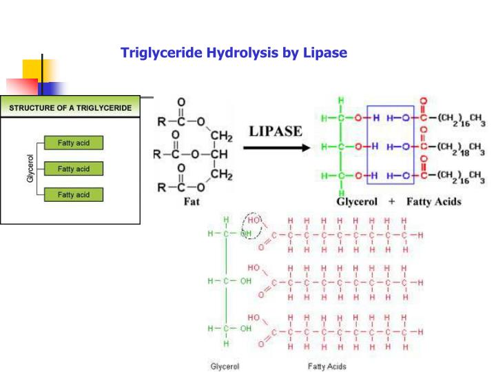 PPT - BIOCHEMICAL TESTS PowerPoint Presentation - ID:6696885