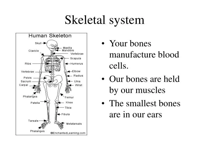 Skeletal System Ppt