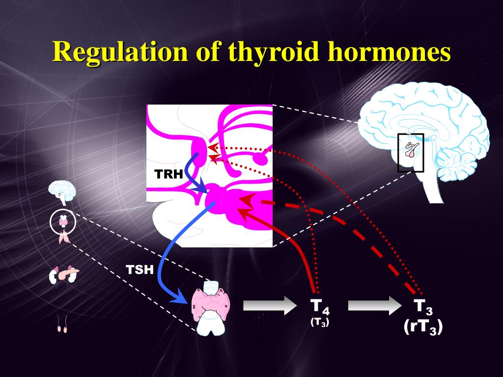 Ppt Thyroid Powerpoint Presentation Free Download Id 6697019