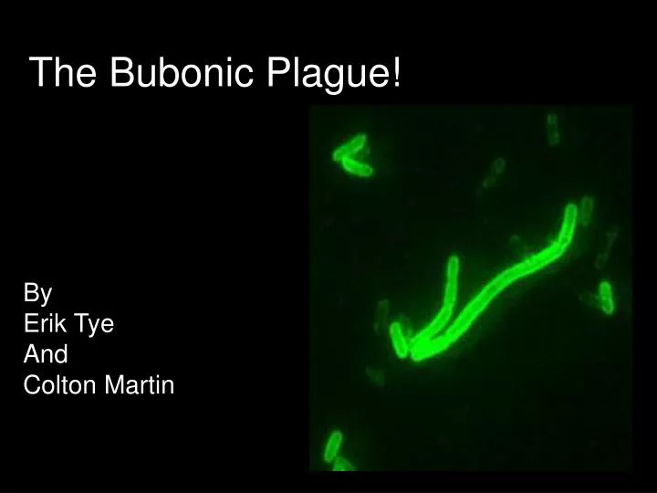 PPT - The Bubonic Plague! PowerPoint Presentation, free download - ID ...