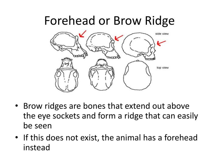 PPT - Primate Comparisons PowerPoint Presentation - ID:6697755