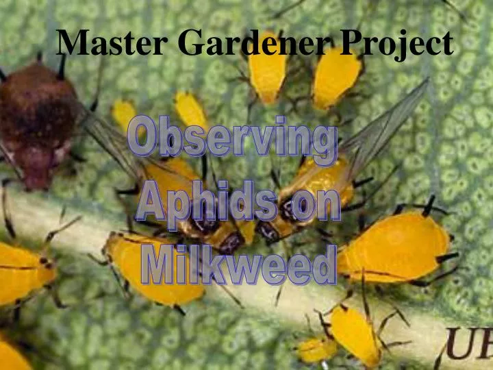 PPT - Master Gardener Project PowerPoint Presentation, free download ...
