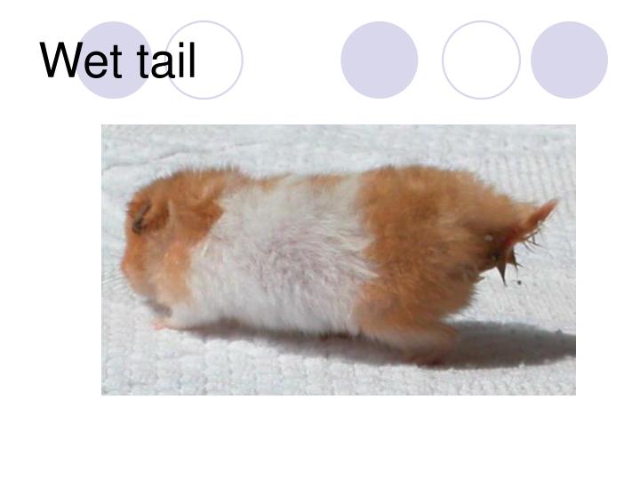 PPT - Major diseases of rabbits, ferrets, and pocket pets PowerPoint ...