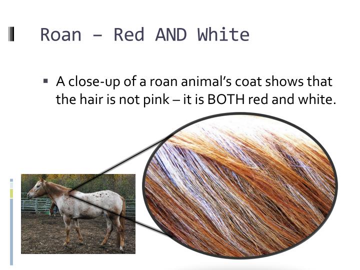 PPT - Mendelian Genetics Part II PowerPoint Presentation - ID:6699477