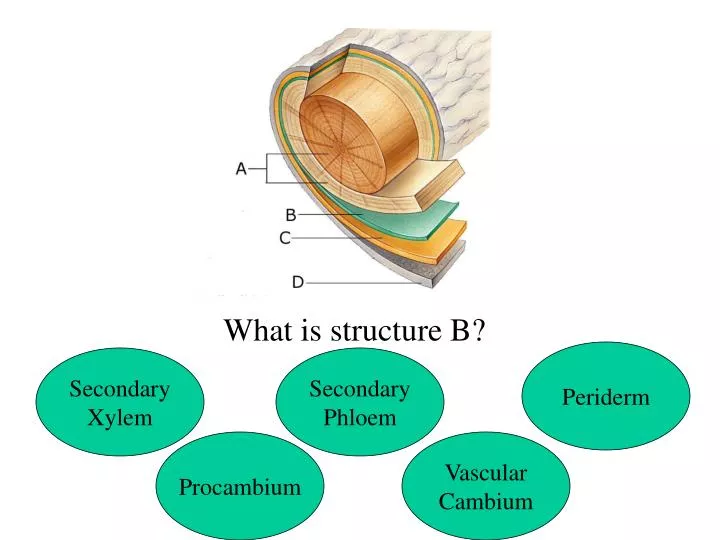 PPT - What is structure B? PowerPoint Presentation, free download - ID ...