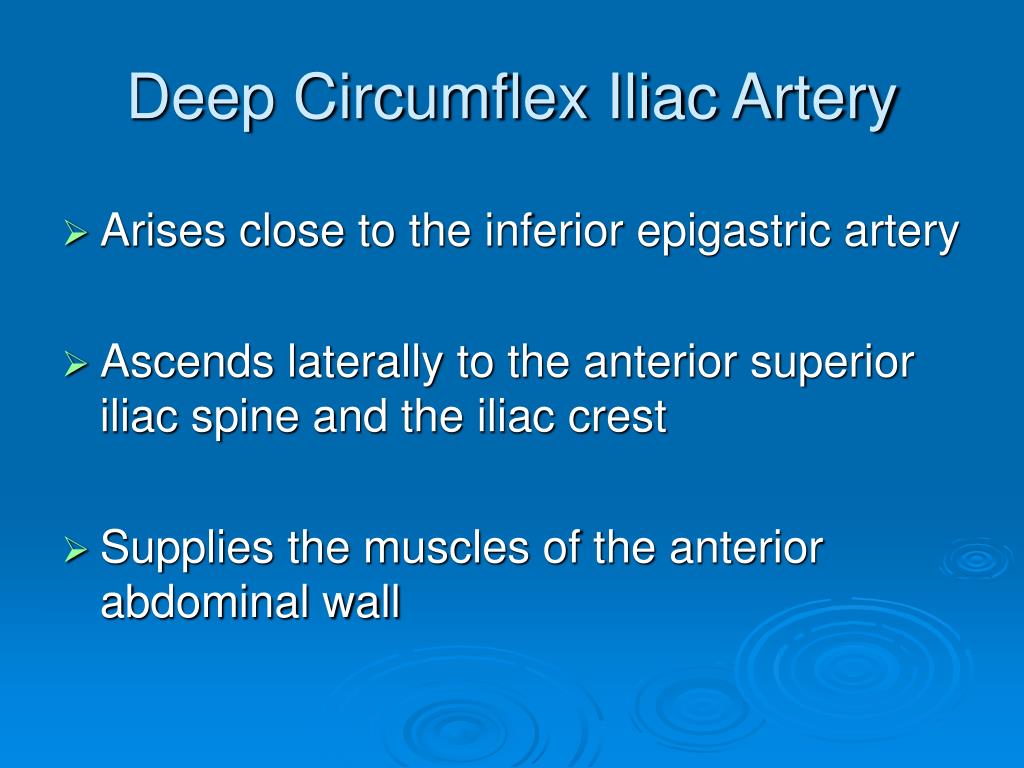 PPT - ABDOMINAL AORTA AND INFERIOR VENA CAVA PowerPoint Presentation ...