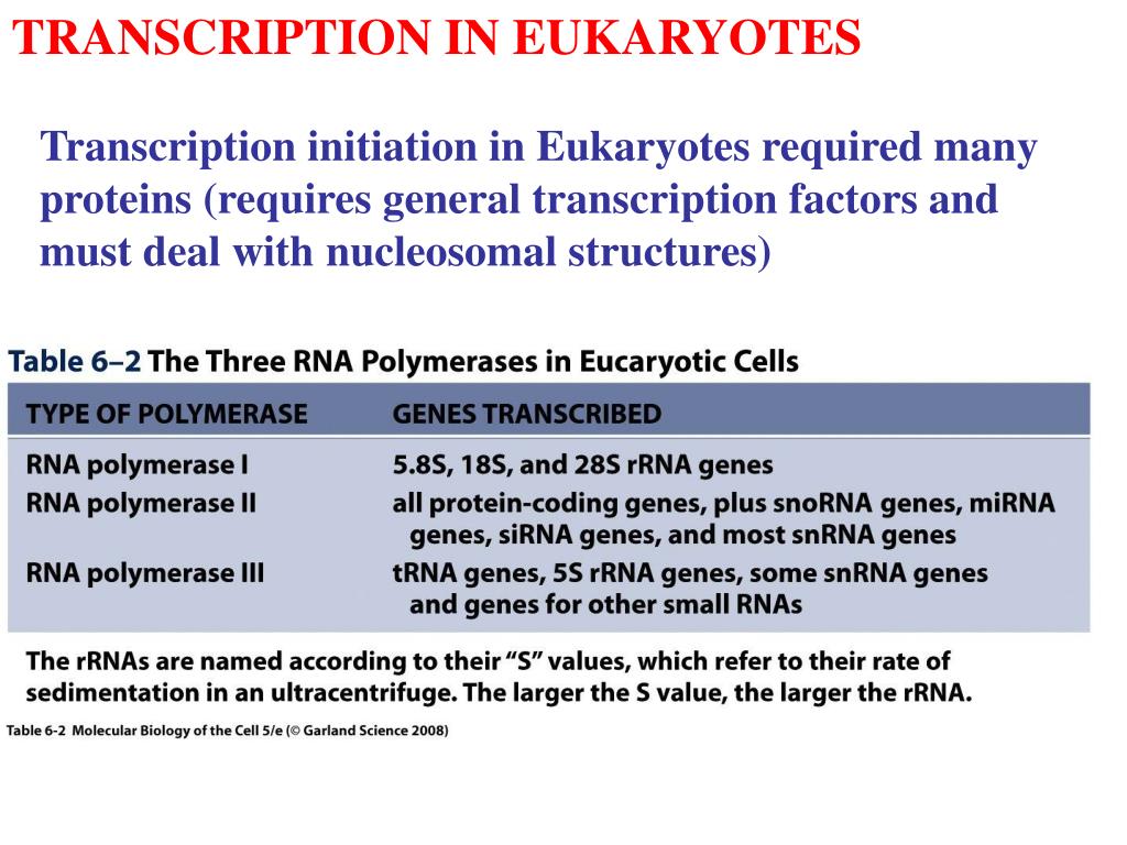 Ppt Transcription Powerpoint Presentation Free Download Id 6700547