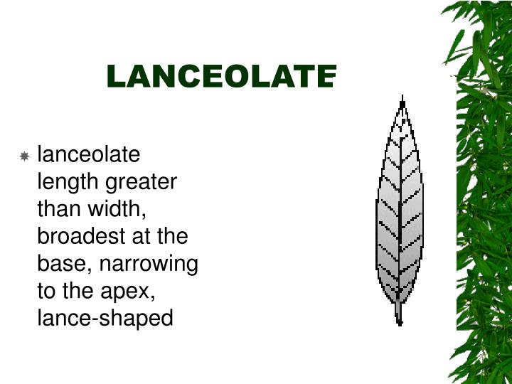 PPT - Leaf Shapes PowerPoint Presentation - ID:6700724