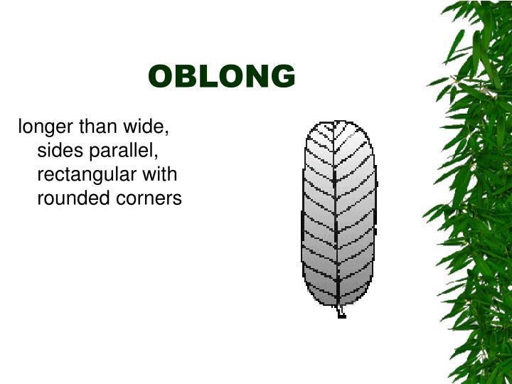 PPT - Leaf Shapes PowerPoint Presentation - ID:6700724