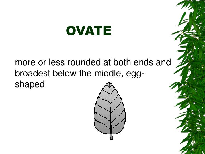 PPT - Leaf Shapes PowerPoint Presentation - ID:6700724
