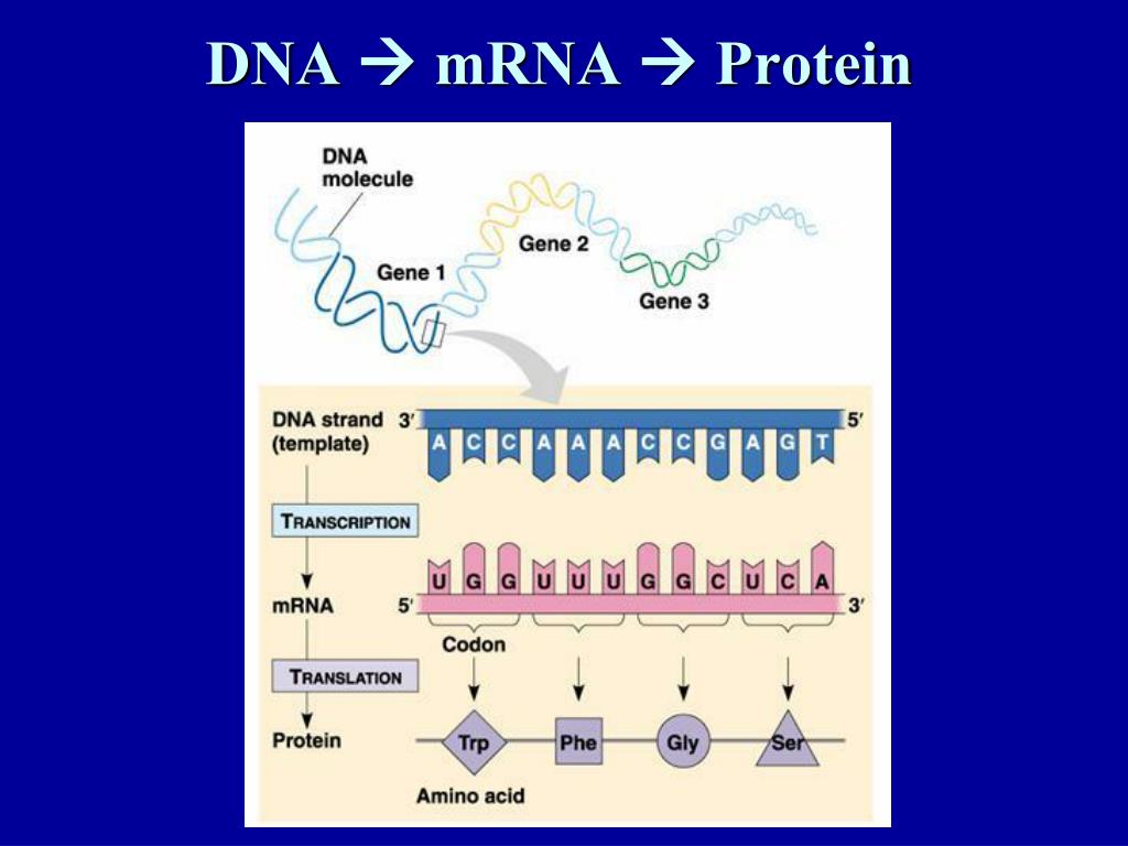 PPT - Protein Synthesis : DNA Transcription into mRNA and mRNA ... PPT - Protein Synthesis : DNA Transcription into mRNA and mRNA ...