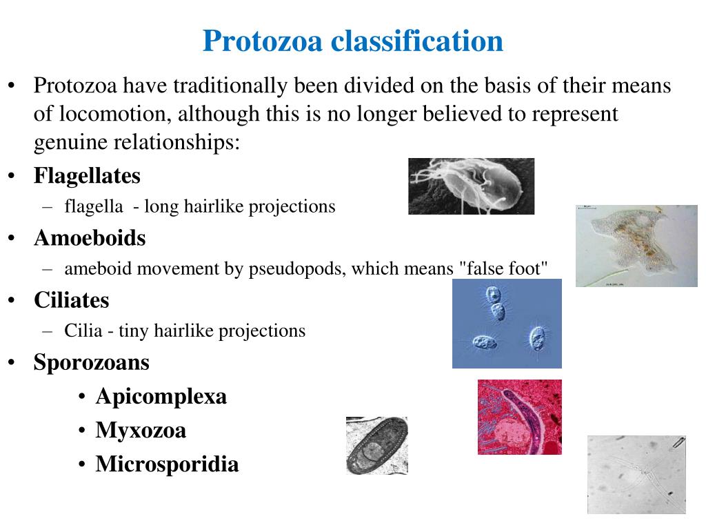 Classification Of Protozoa Classification Of Protozoa