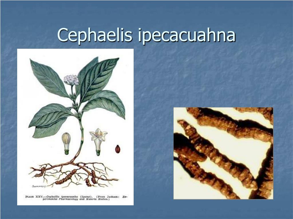 PPT - Purgatives cont’d. and Antiparasitic Herbs PowerPoint ...