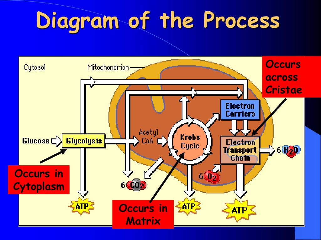 PPT - ADP, ATP and Cellular Respiration PowerPoint Presentation, free ... PPT - ADP, ATP and Cellular Respiration PowerPoint Presentation, free ...