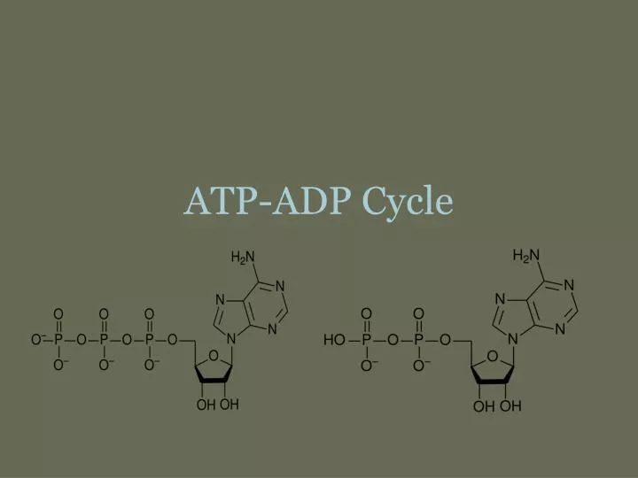 PPT - ATP-ADP Cycle PowerPoint Presentation, free download - ID:6702947