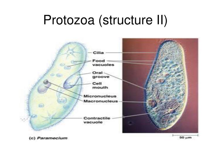 PPT - Protozoan parasites PowerPoint Presentation - ID:6702953