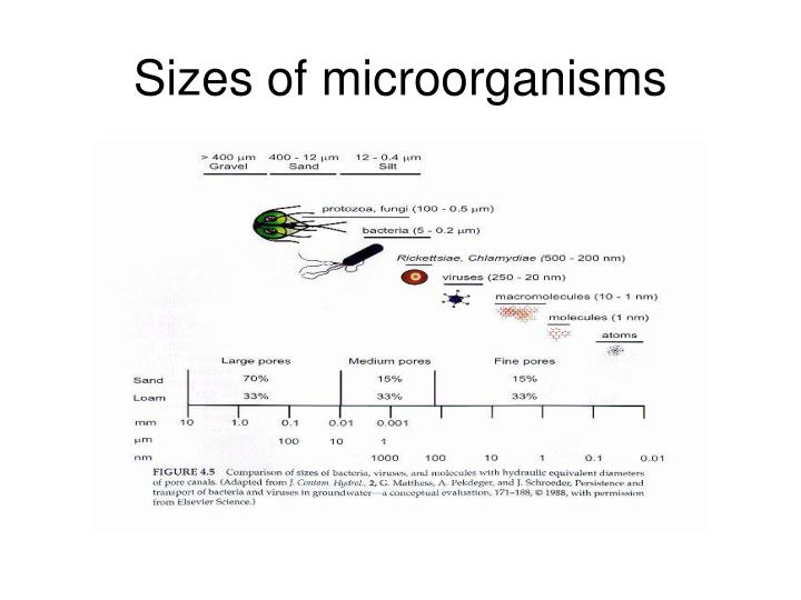 PPT - Protozoan parasites PowerPoint Presentation - ID:6702953