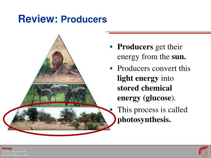 PPT - LEC: Energy Transformations in Living Organisms: Cellular ...