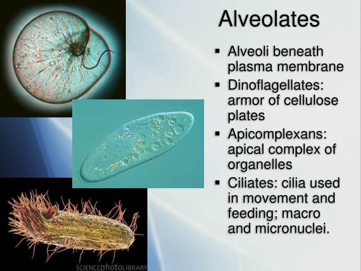 PPT - Starter Question PowerPoint Presentation - ID:6704582