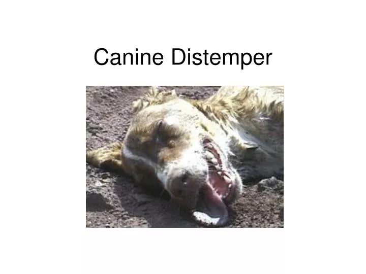 PPT - Canine Distemper PowerPoint Presentation, free download - ID:6705059