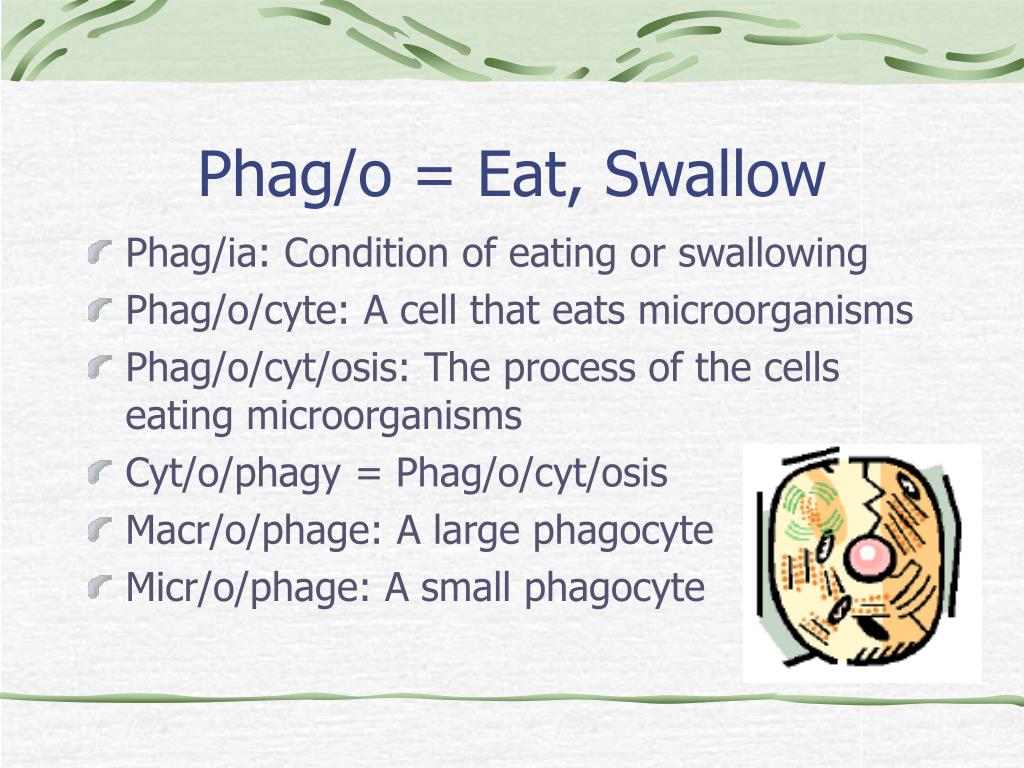 PPT - Medical Terminology PowerPoint Presentation, free download - ID ...