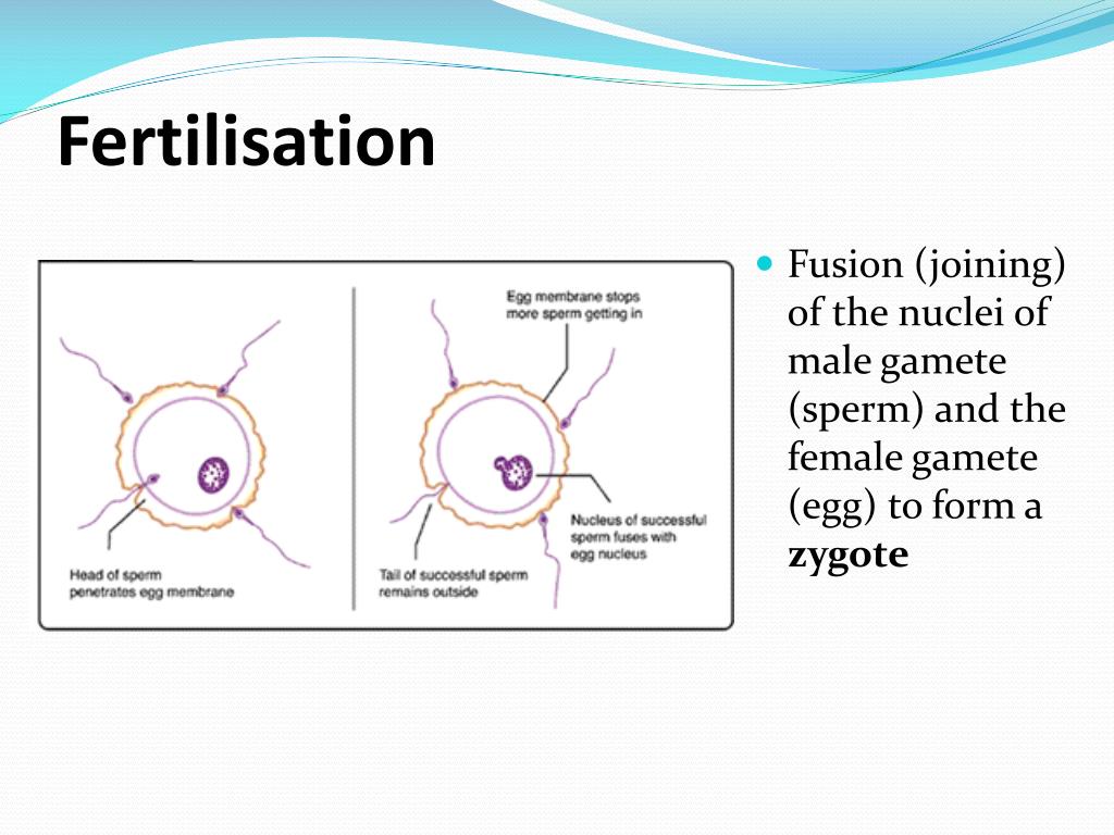 PPT - Sexual Reproduction in Humans PowerPoint Presentation, free ...