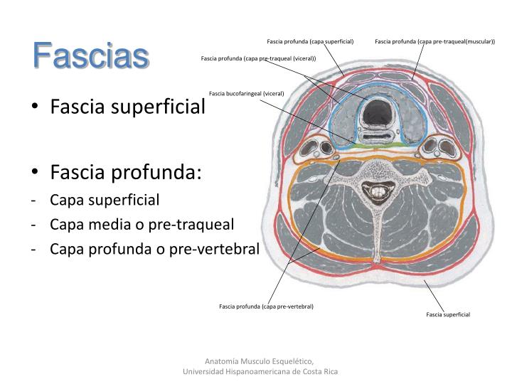 PPT - Via Venosa Central Subclavia.- PowerPoint Presentation - ID:6708712