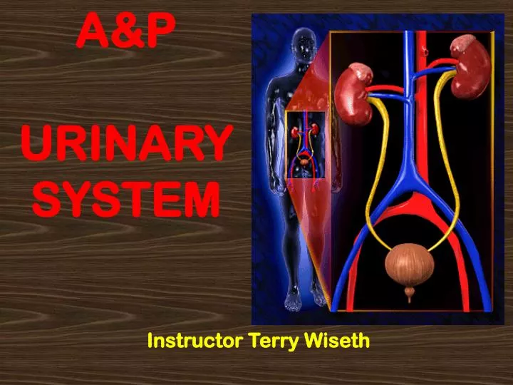 PPT - A&P URINARY SYSTEM PowerPoint Presentation, free download - ID ...